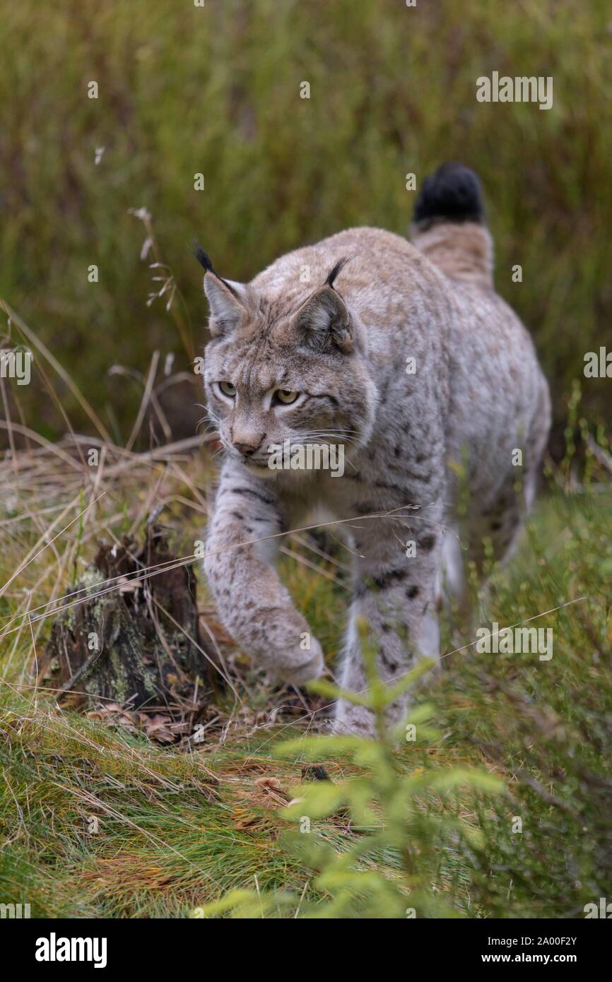 Eurasian lynx (Lynx lynx), running, Sumava National Park, Bohemian ...