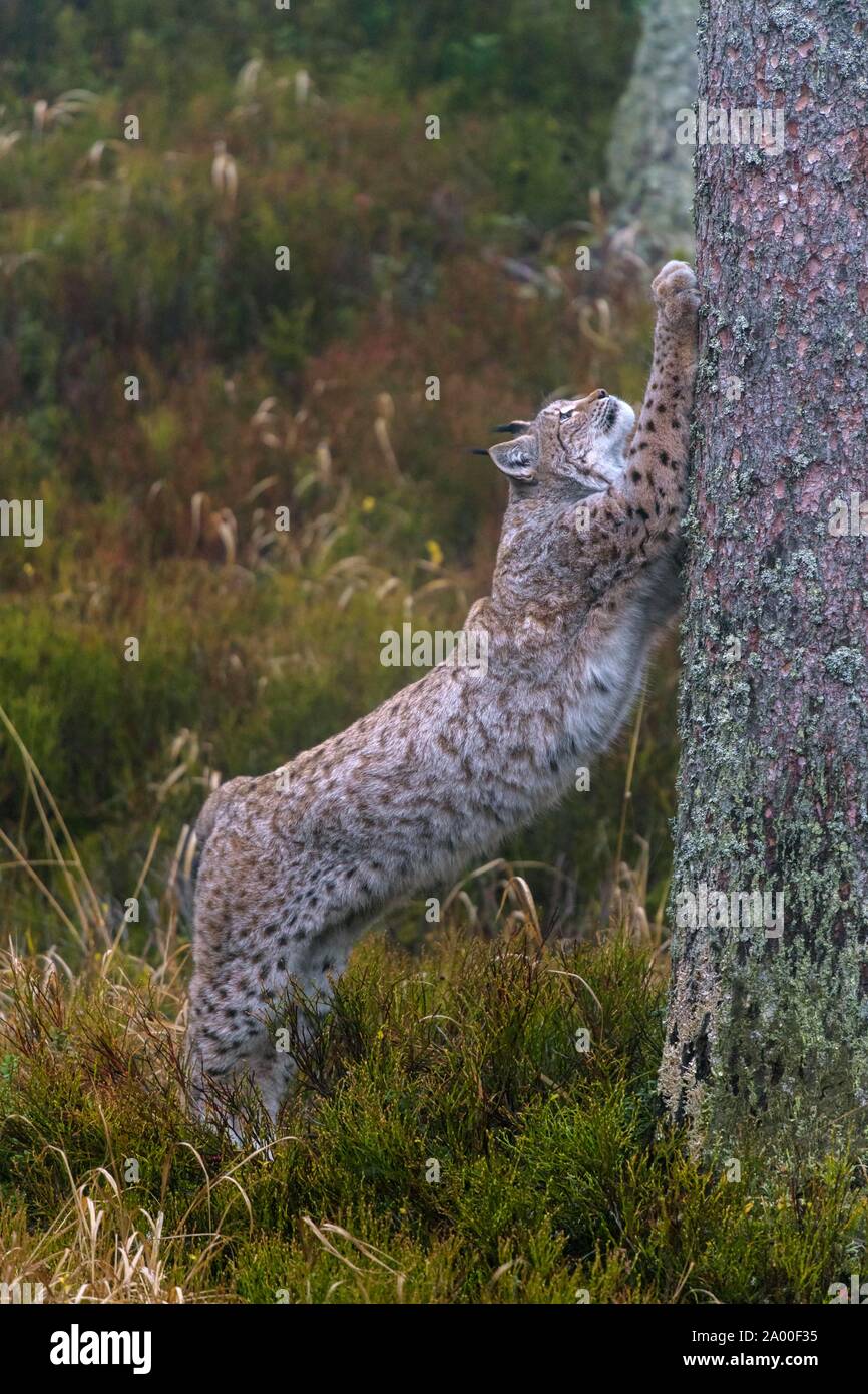Eurasian lynx (Lynx lynx), standing upright on a tree trunk, sharpening ...