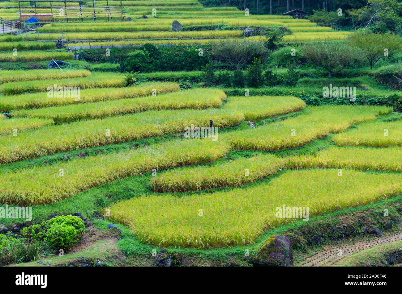 Close up of rice terraces steps with bright ripe rice plants. Japanese ...