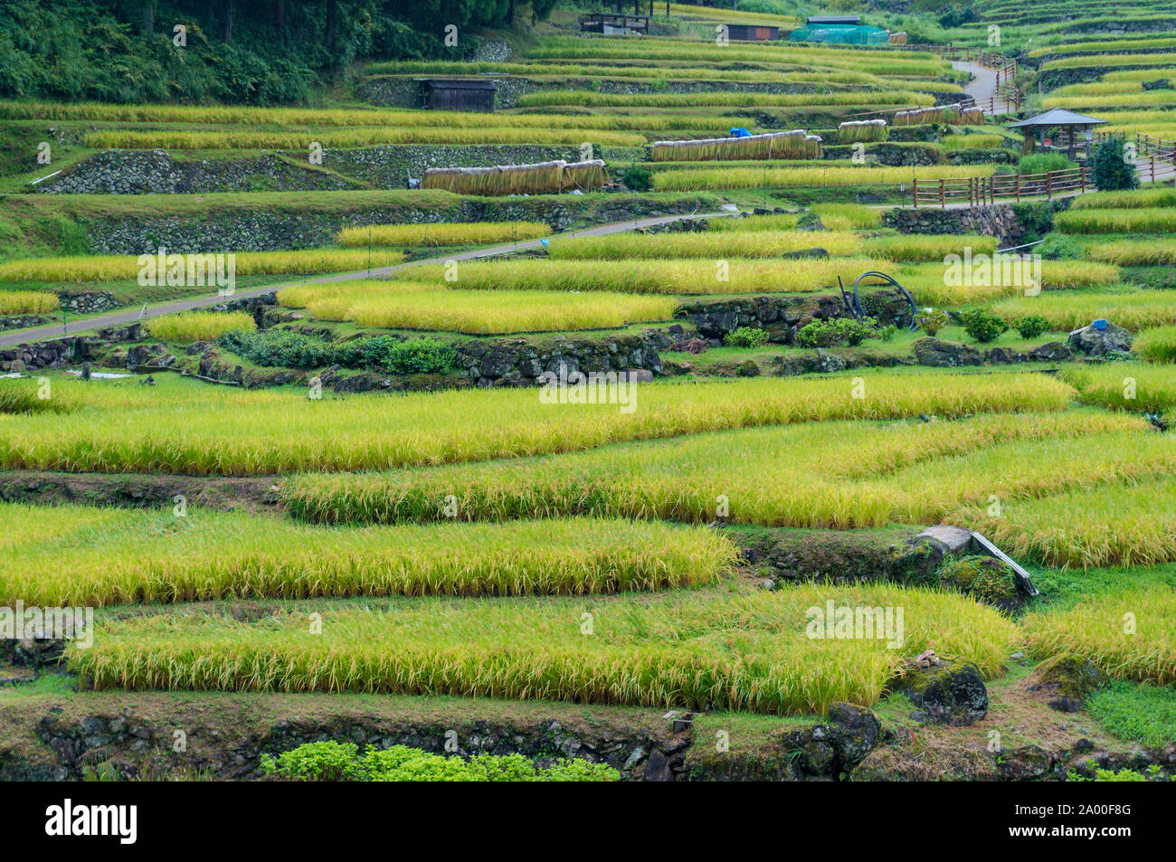 Close up of rice terraces steps with bright ripe rice plants. Japanese ...