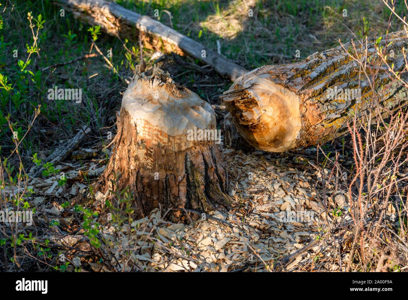 Beaver damage, felled tree, Elk Island National Park, Alberta, Canada ...
