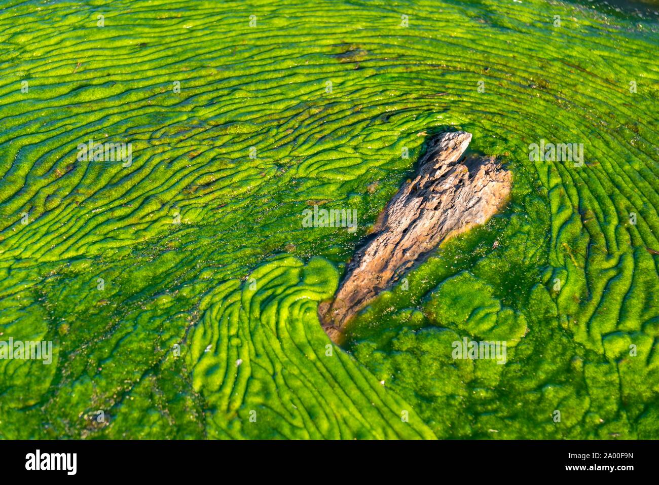 Algae in the water, Elk Island National Park, Alberta, Canada Stock ...