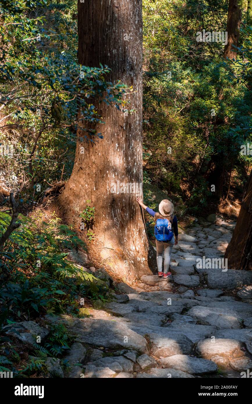 Hiker stands between big old trees, stony path in the forest to the ...