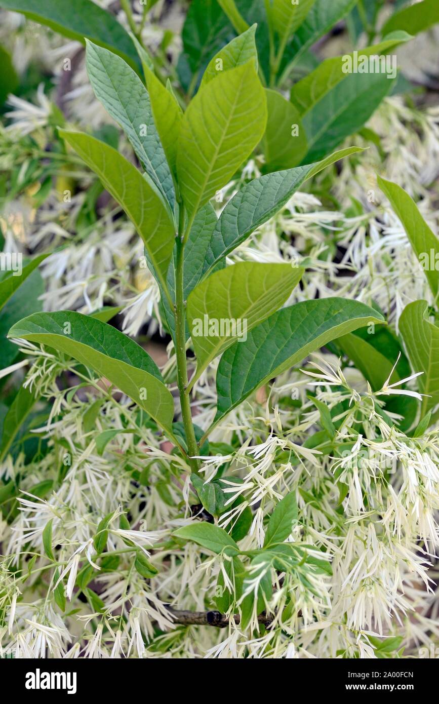 White fringetree (Chionanthus virginicus), white flowers, North Rhine ...