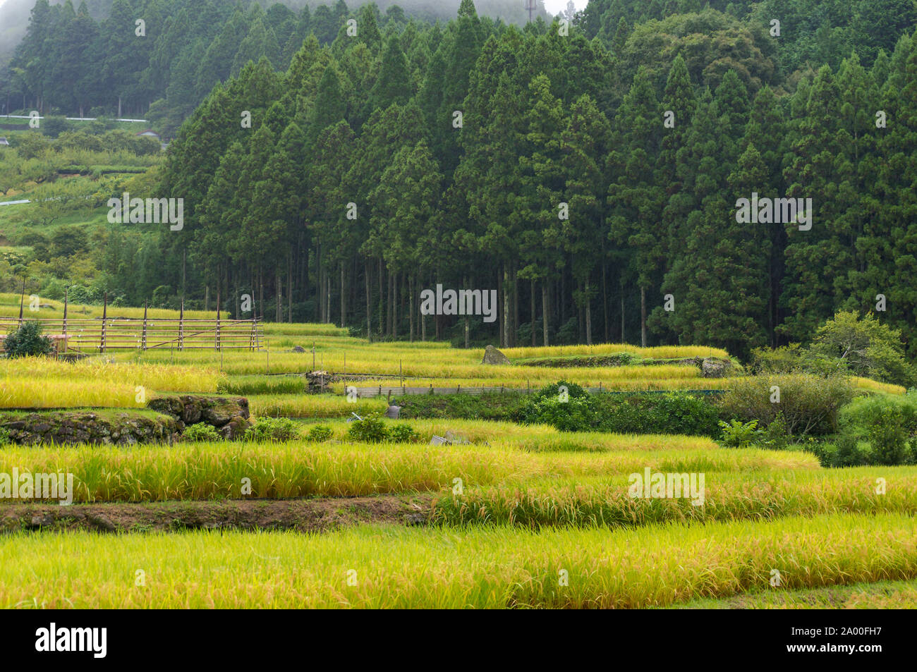 Beautiful high mountain rice terraces on foggy morning with forest on ...