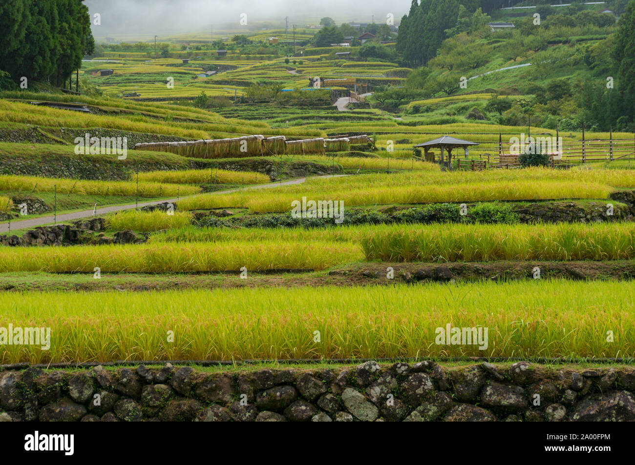 Japan paddy hi-res stock photography and images - Alamy