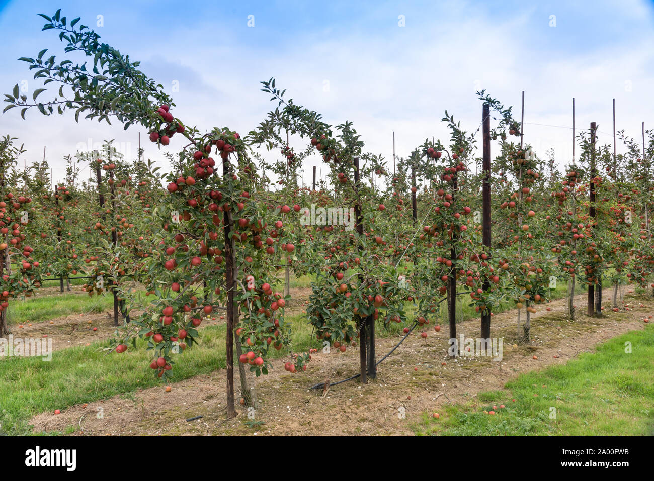 Apple orchard ready for harvesting Stock Photo - Alamy