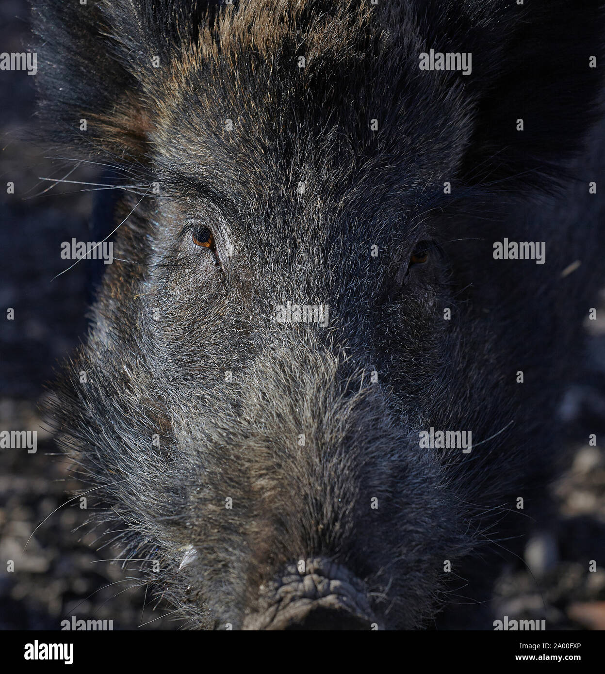 Wild boar in sodermanland Sweden Photo: Bo Arrhed Stock Photo - Alamy