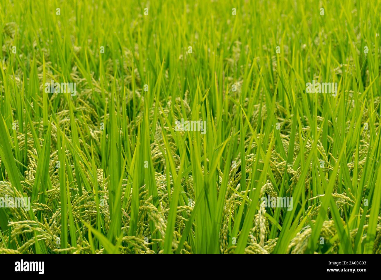 Agriculture background of a paddy, field with green ripe rice ready to ...