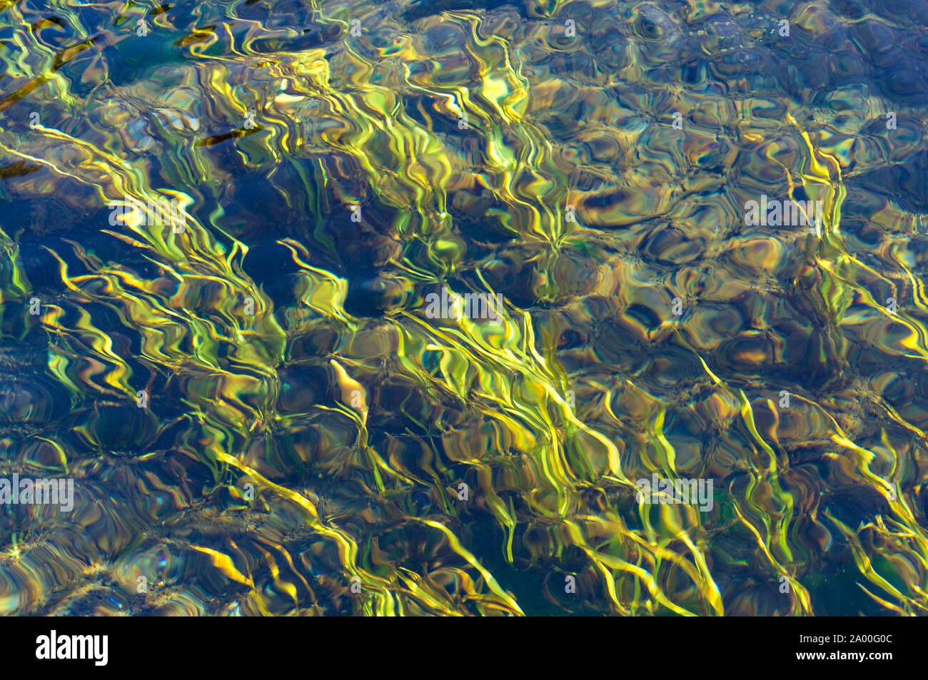 Algae, water plants, refracted under clean clear water surface ...