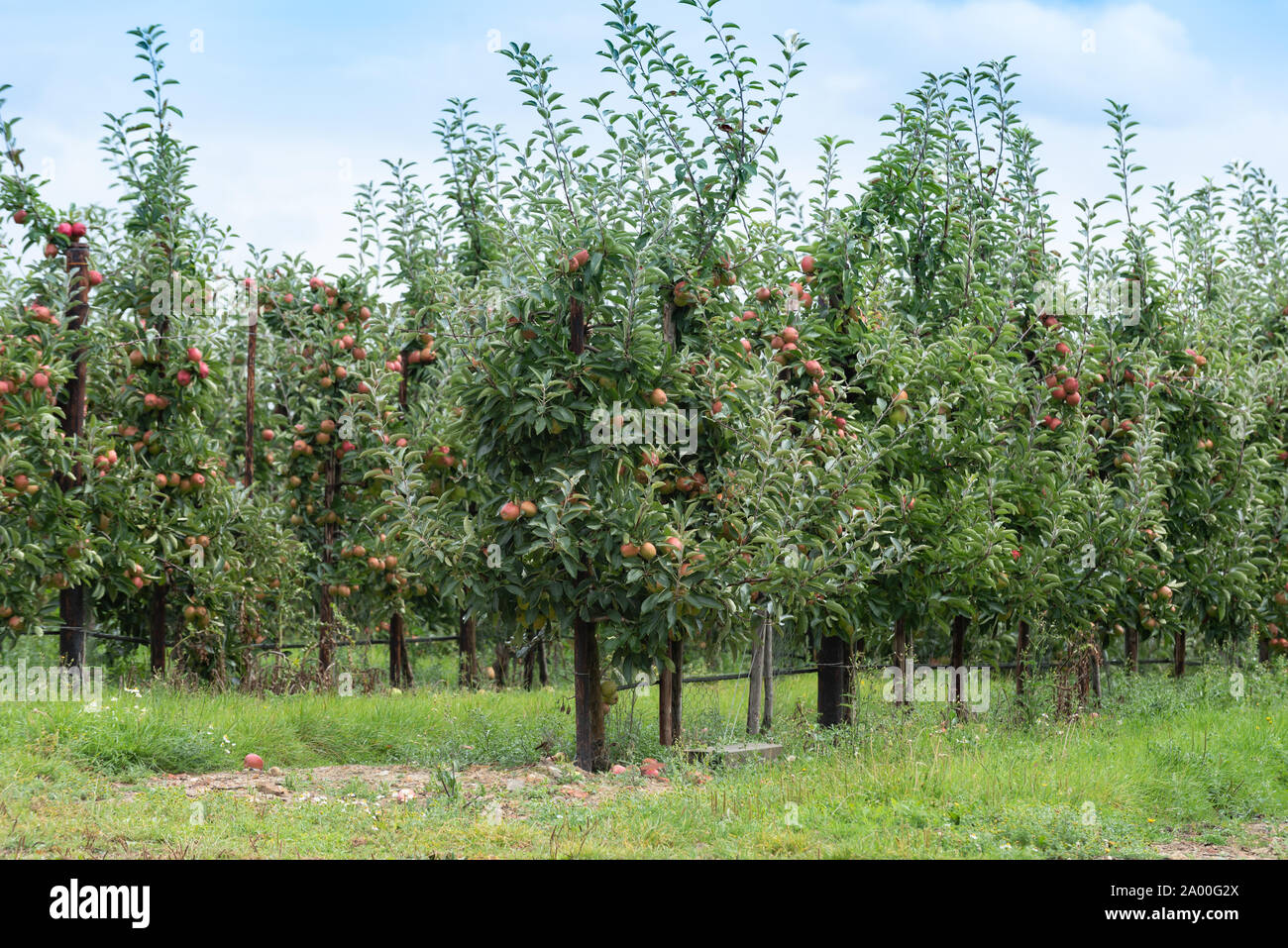 Kentish apples hi-res stock photography and images - Alamy
