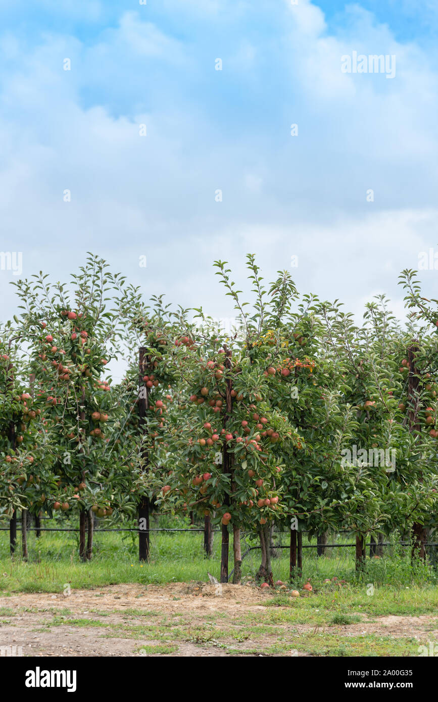 Apple orchard hi-res stock photography and images - Alamy