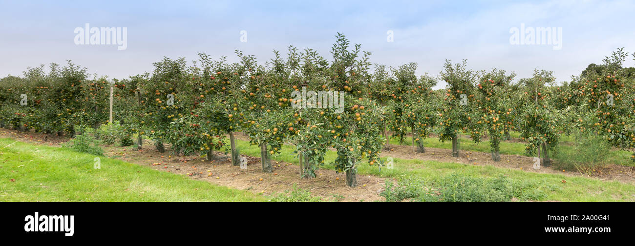 Apple tree orchard panorama Stock Photo - Alamy