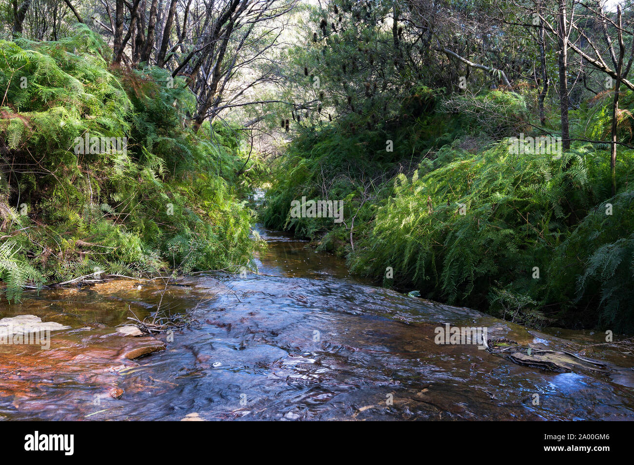 Small creek in Australian bush, rainforest. Wentworth Falls, Blue ...