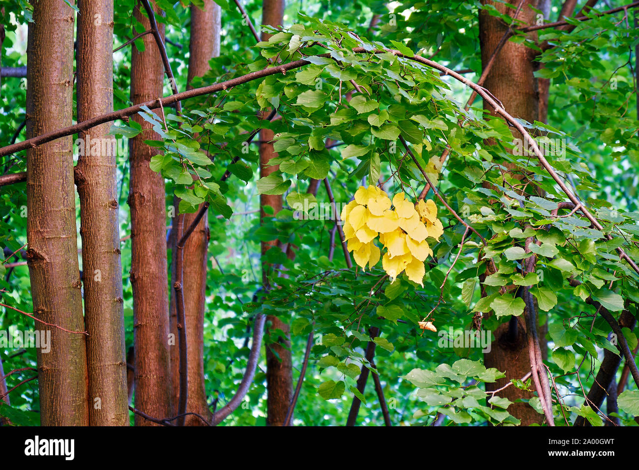 Padurea craiului forest hi-res stock photography and images - Alamy