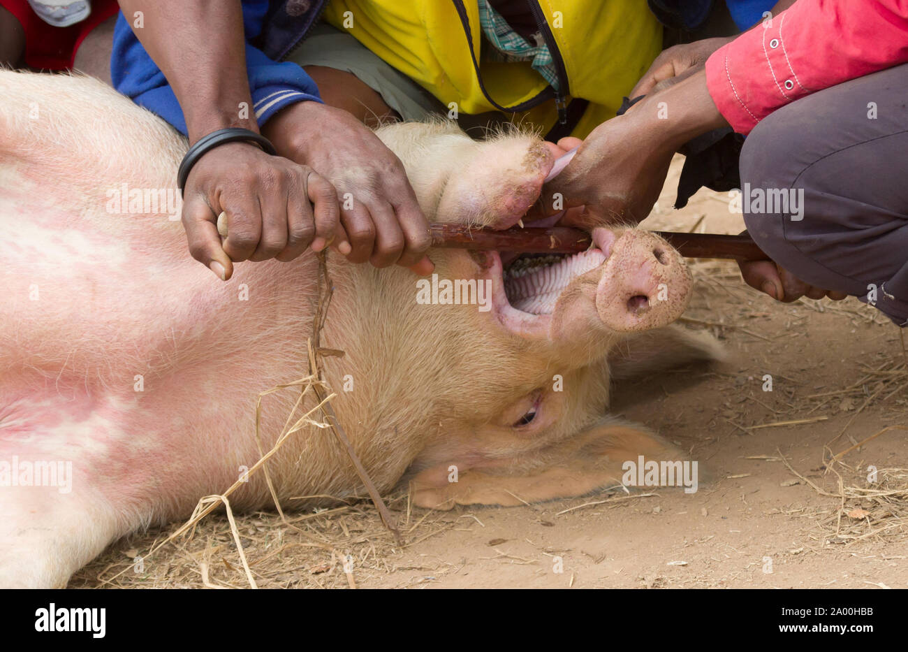 Local pig breed hi-res stock photography and images - Alamy