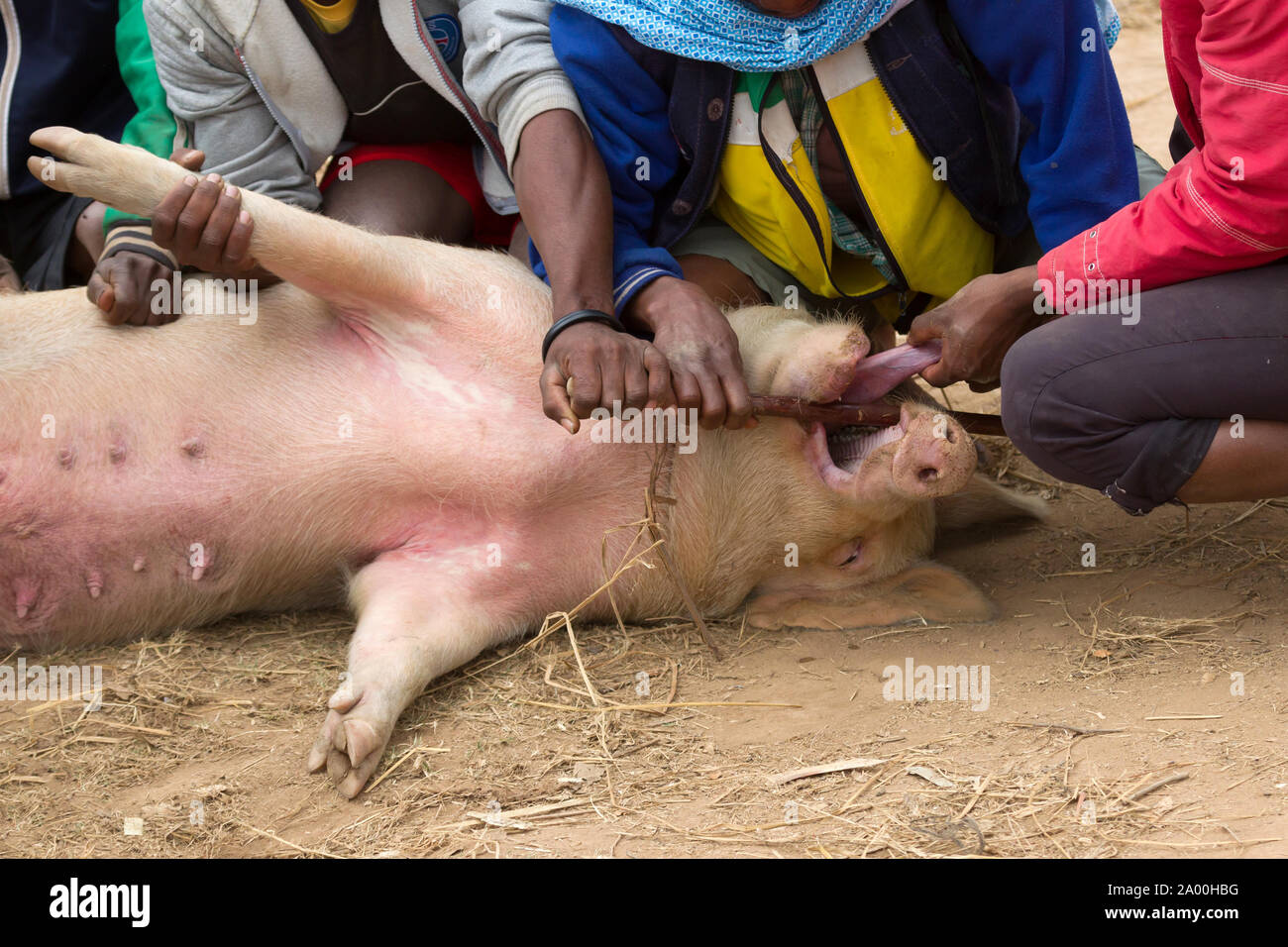 Local pig breed hi-res stock photography and images - Alamy
