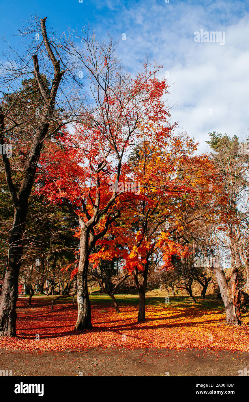 Red autumn maple tree garden at Aizu Wakamatsu Tsuruga Jo Castle ...