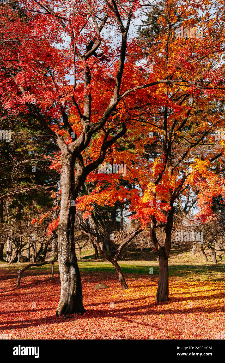 Red autumn maple tree garden at Aizu Wakamatsu Tsuruga Jo Castle ...