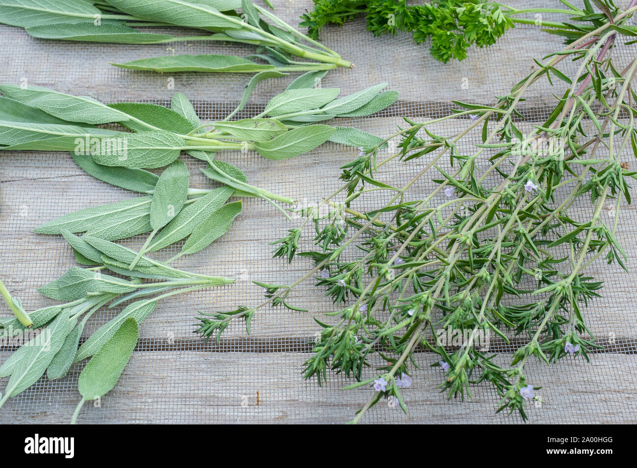 Drying fresh herbs and greenery for spice food on wooden desk ...