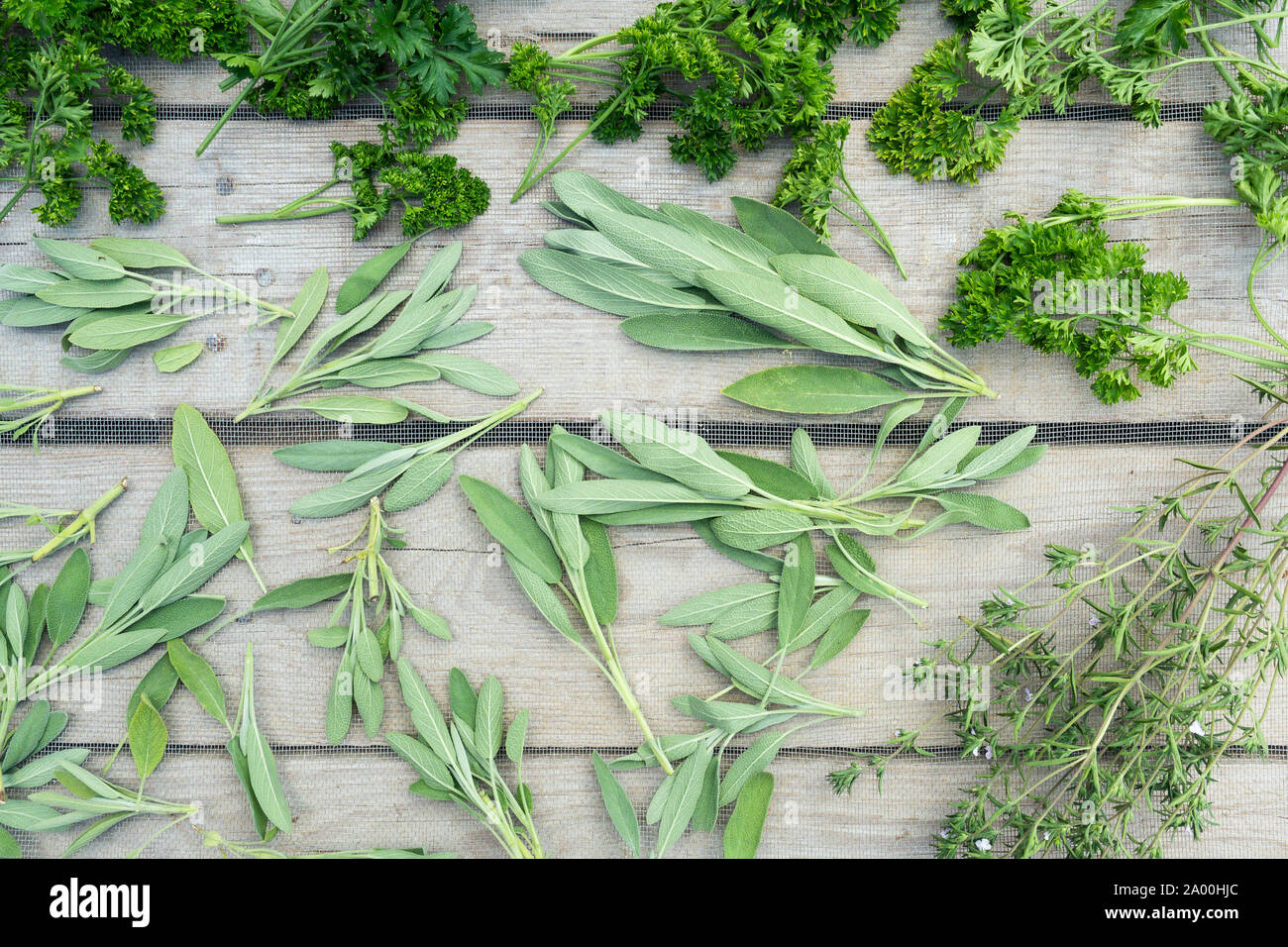 Drying fresh herbs and greenery for spice food on wooden desk ...