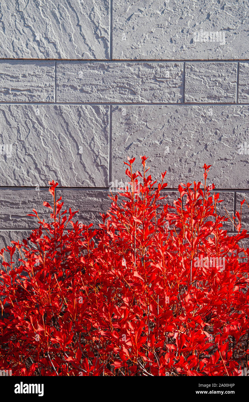 Red autumn leaves bush and grey colour stone wall background under ...