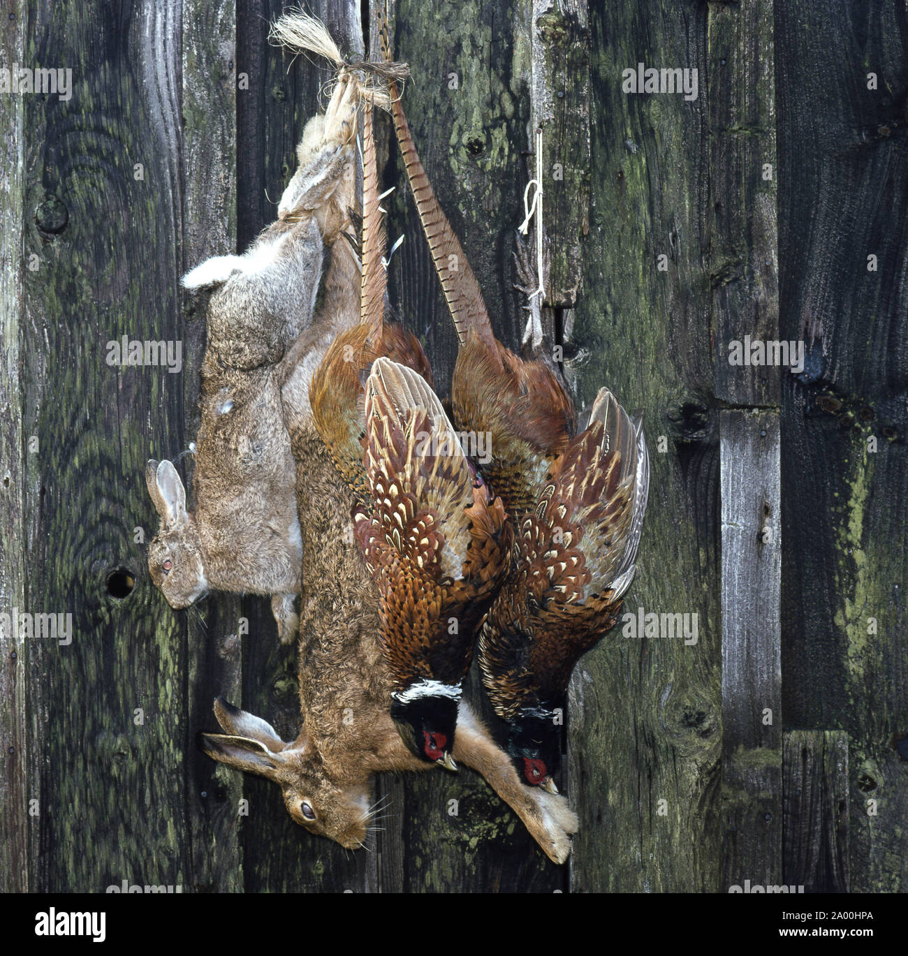 Game hanging, pheasants, hare & rabbit Stock Photo - Alamy