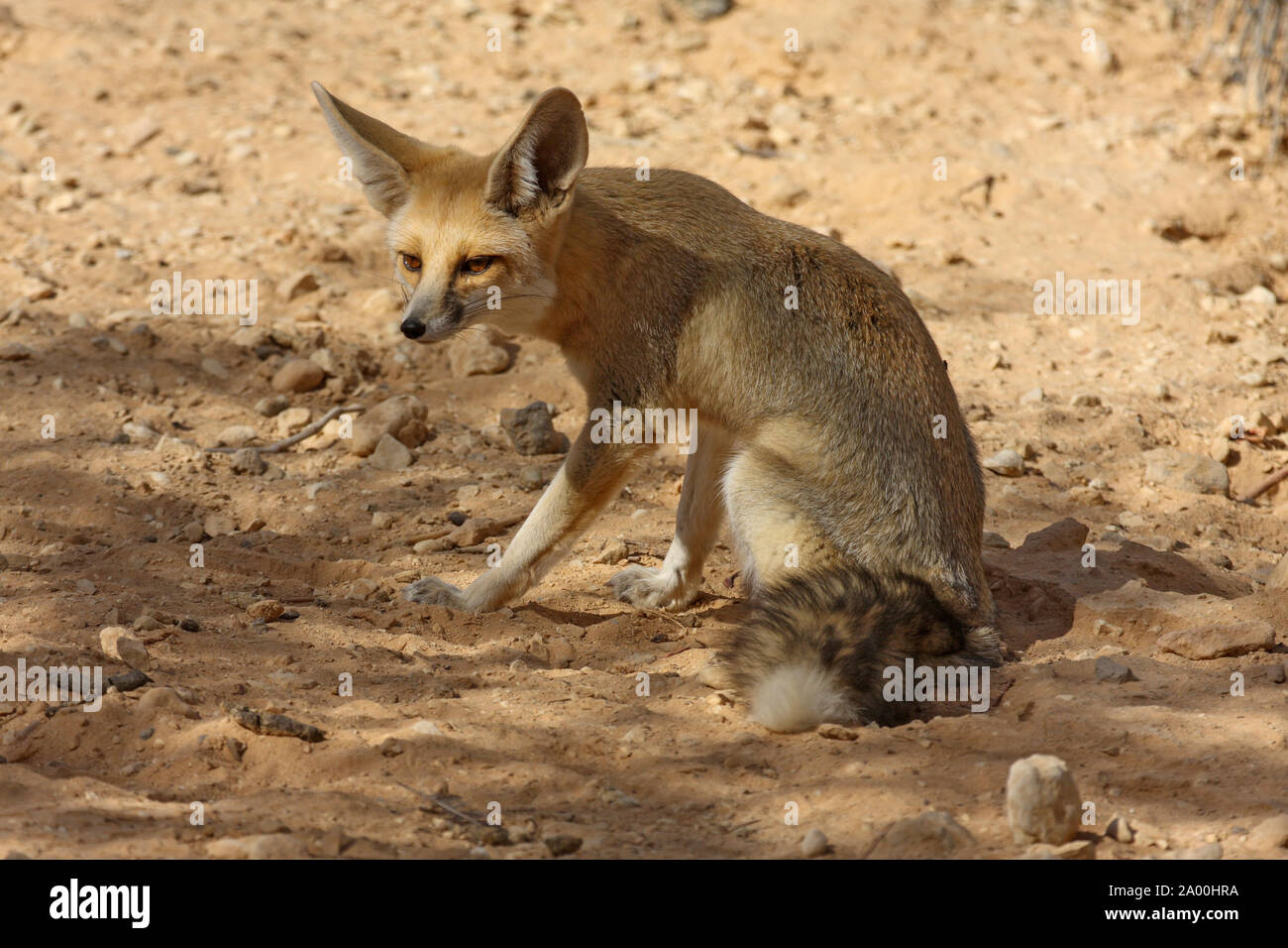 Vulpes rueppellii hi-res stock photography and images - Alamy