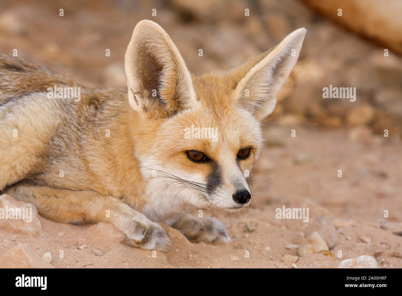 Rüppell's Fox in the desert (Vulpes rueppellii Stock Photo - Alamy