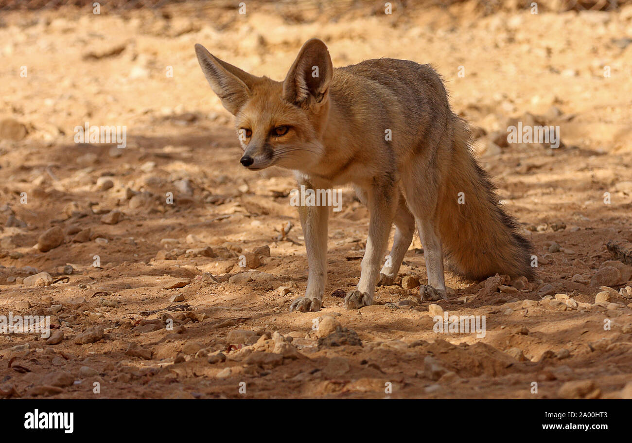 Rüppell's Fox in the desert (Vulpes rueppellii Stock Photo - Alamy