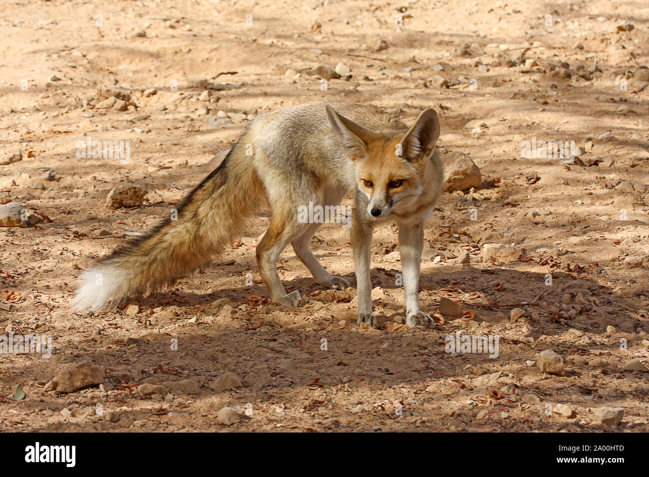 Rüppell's Fox in the desert (Vulpes rueppellii Stock Photo - Alamy