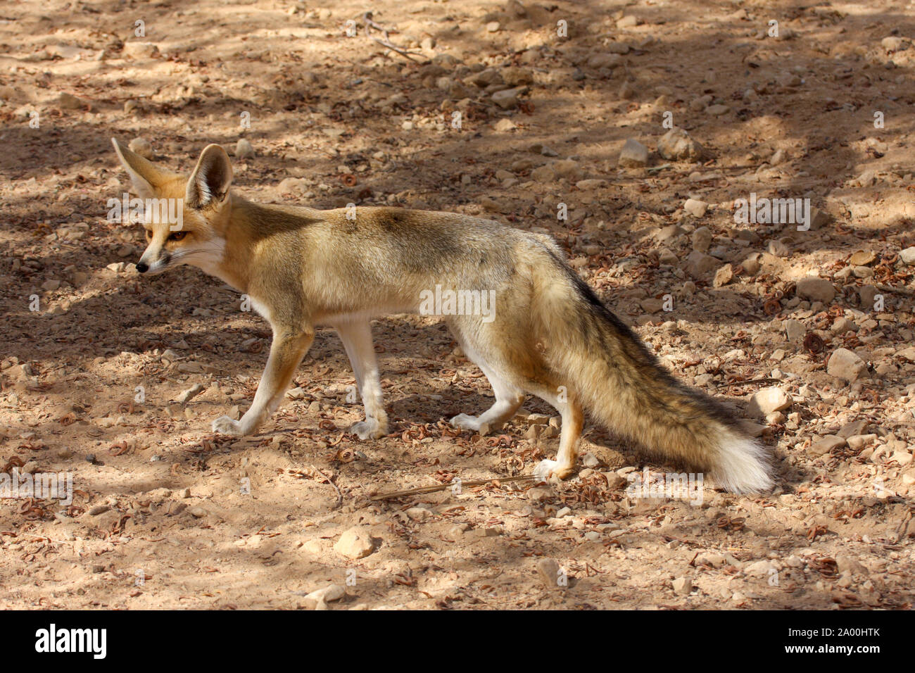 Vulpes rueppellii hi-res stock photography and images - Alamy