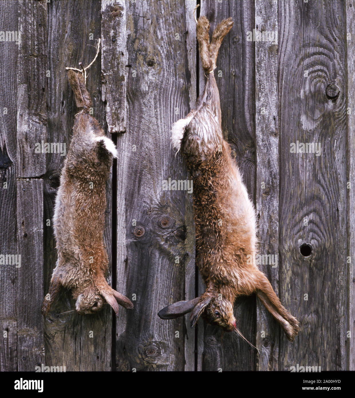 Game, shot rabbit & hare hanging Stock Photo - Alamy