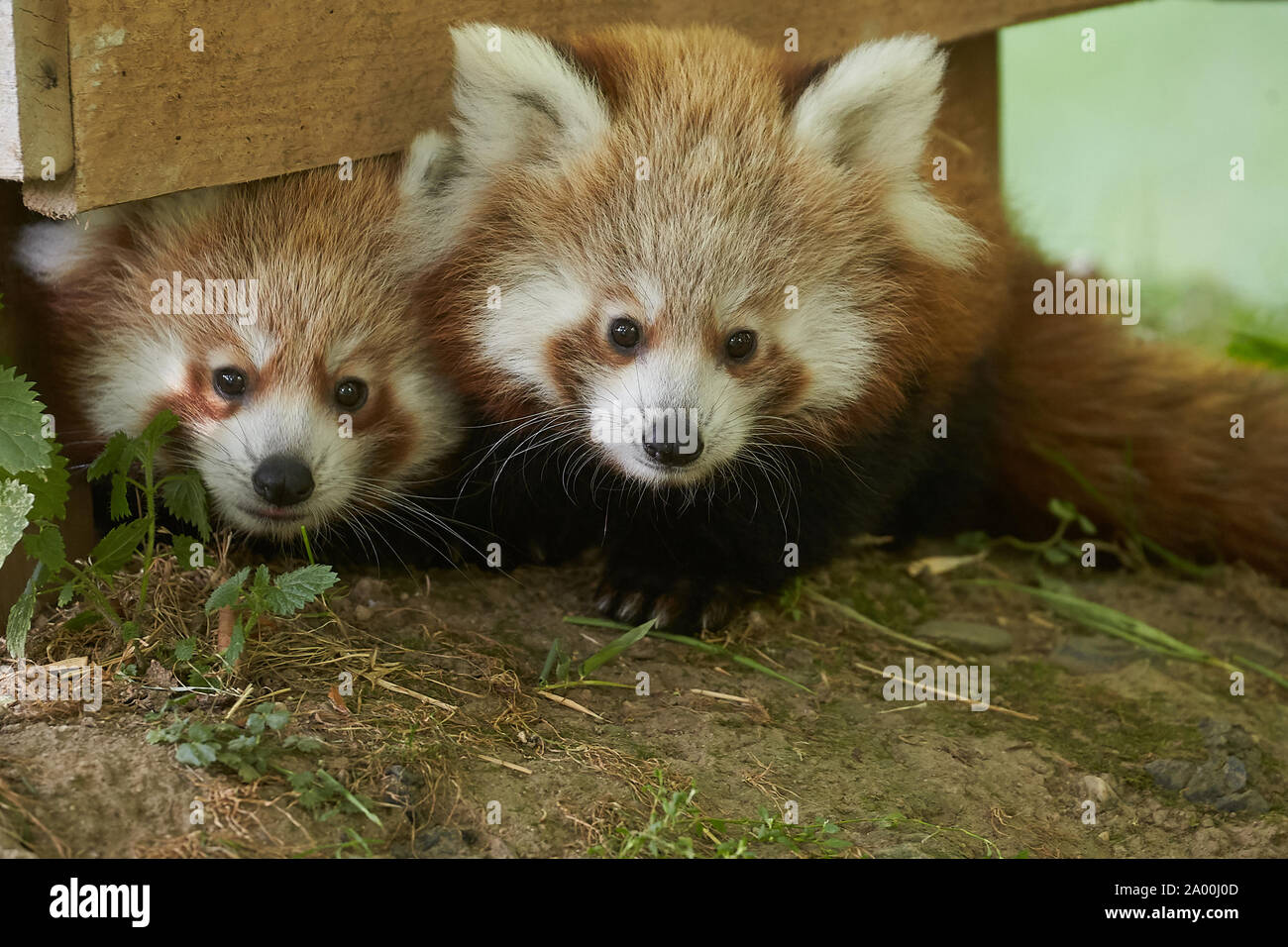 Neuwied, Germany. 18th Sep, 2019. The two cat bear twins, born in June ...