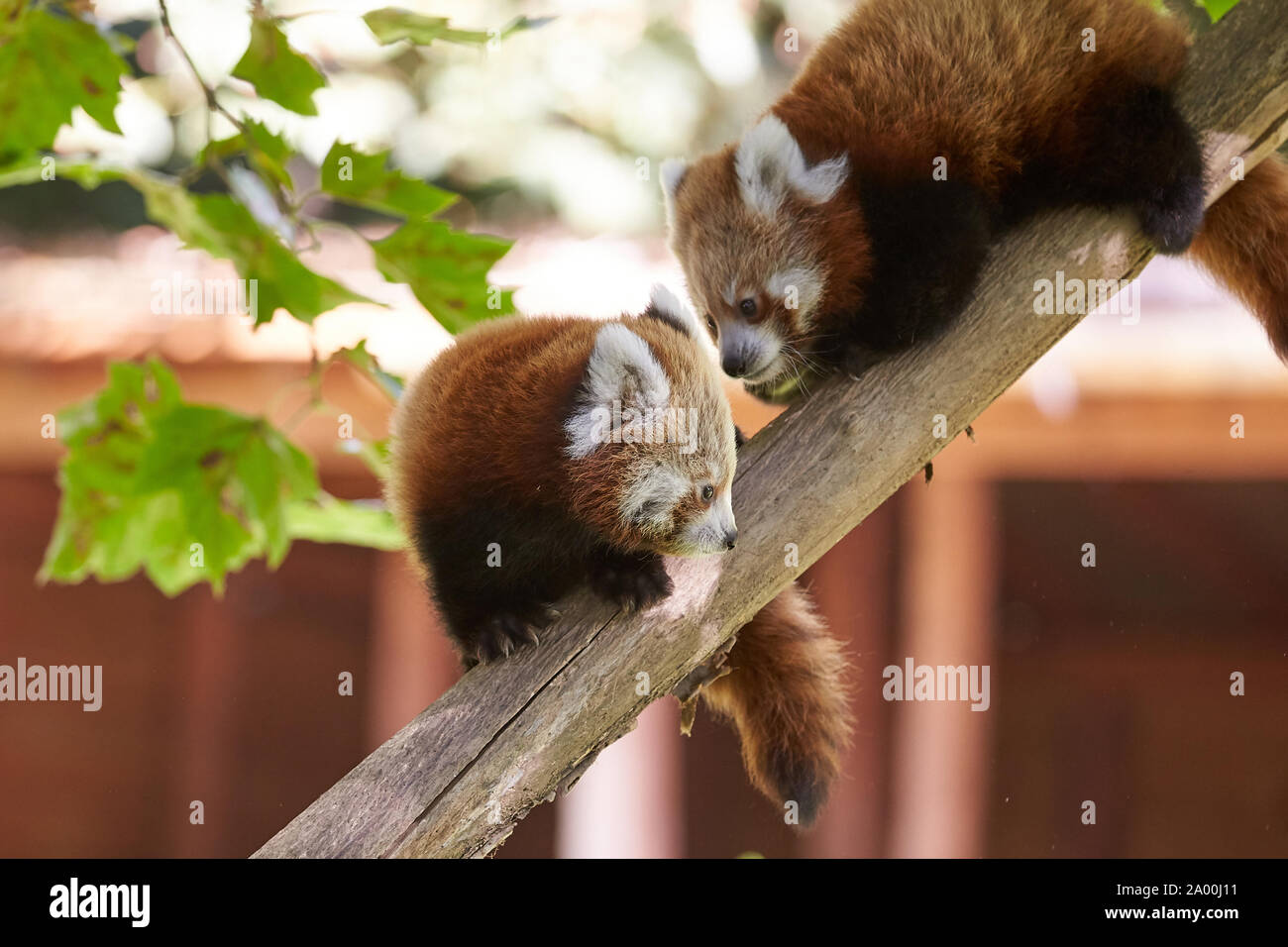 Neuwied, Germany. 18th Sep, 2019. The two cat bear twins, born in June ...