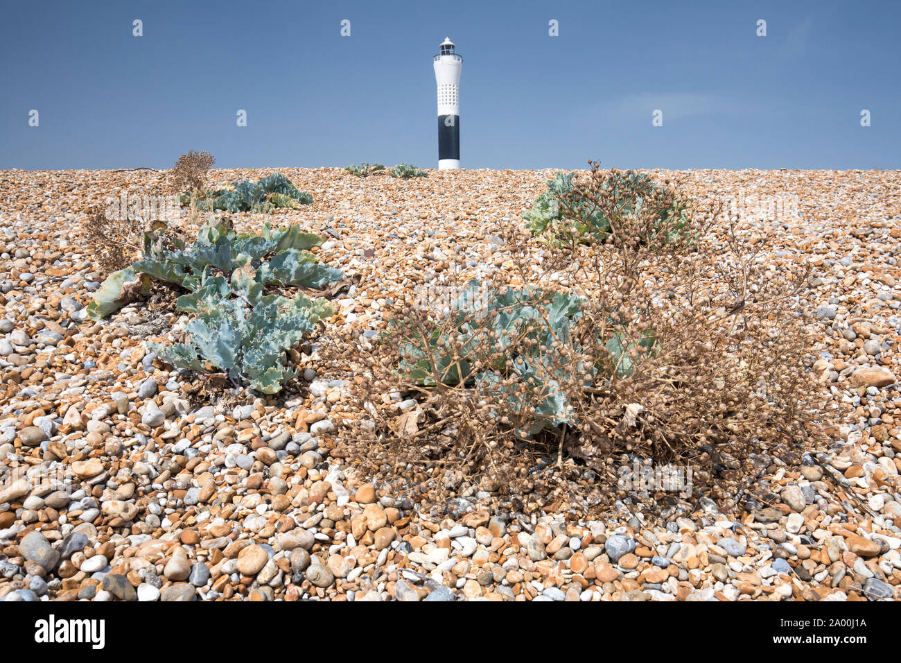 Plant of coastal vegetated shingle hi-res stock photography and images ...