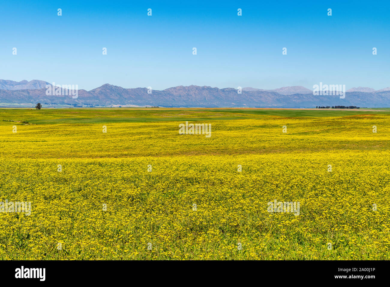 South africa spring flowers hi-res stock photography and images - Alamy