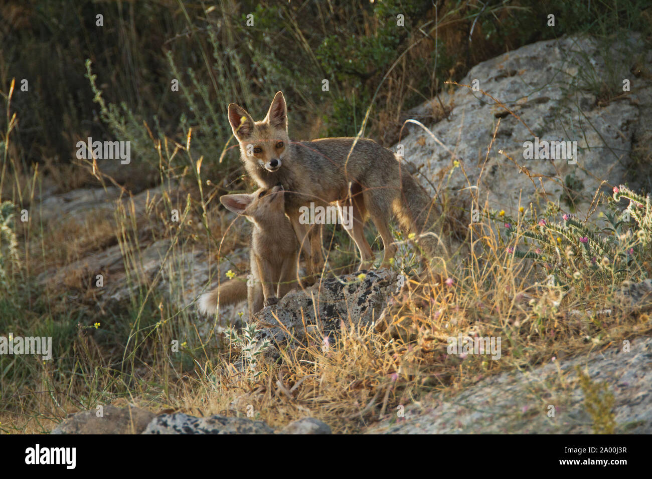 Mother with fox cub hi-res stock photography and images - Alamy
