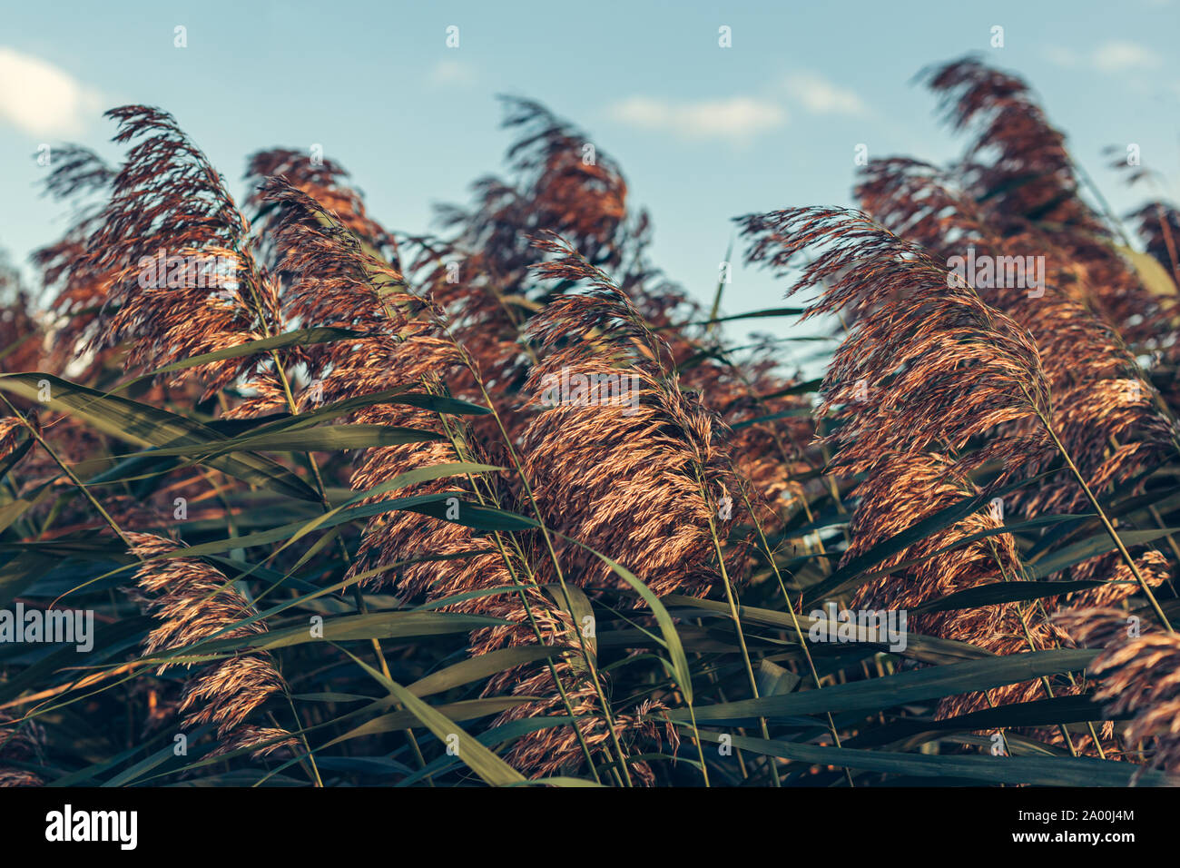 Reeds near lake blowing hi-res stock photography and images - Alamy