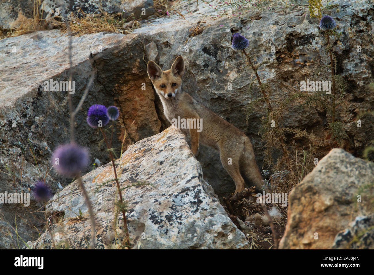 Fox israel hi-res stock photography and images - Alamy