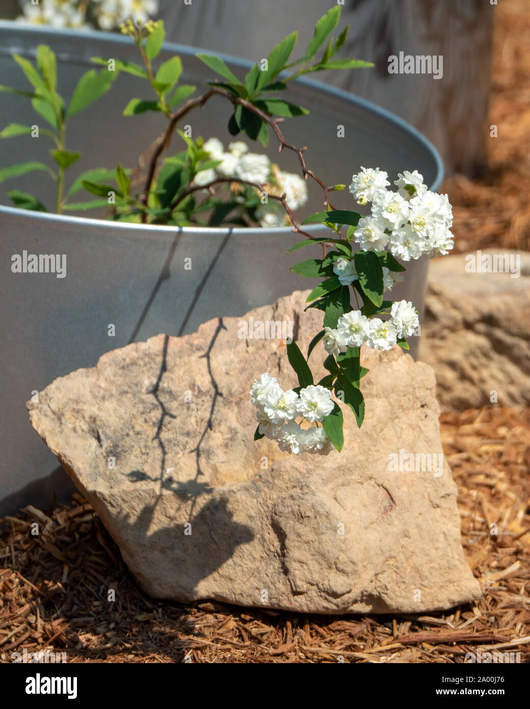 May bush in early stages of growth, Australian Garden Stock Photo - Alamy