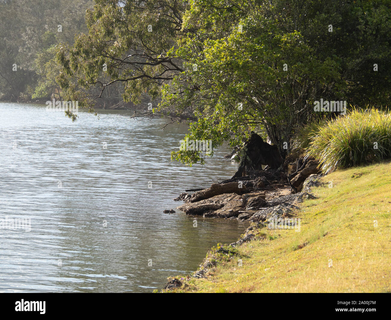 Overhanging Tree Branches High Resolution Stock Photography and Images ...
