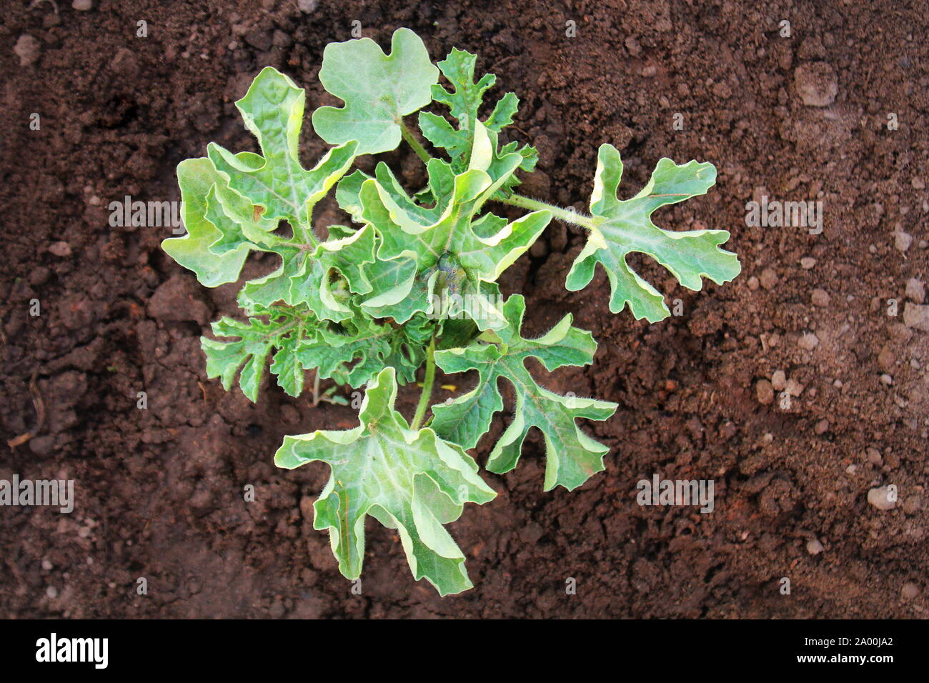 Young watermelon seedlings growing on the vegetable bed. Top view Stock ...