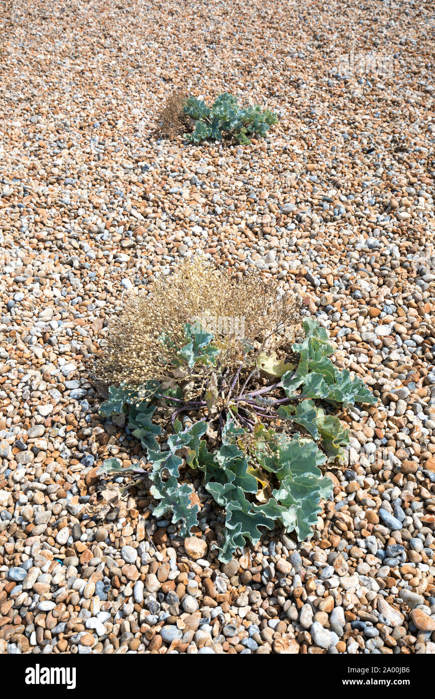 Sea kale vegetated shingle on the pebbly beach at Dungeness in Kent, UK ...