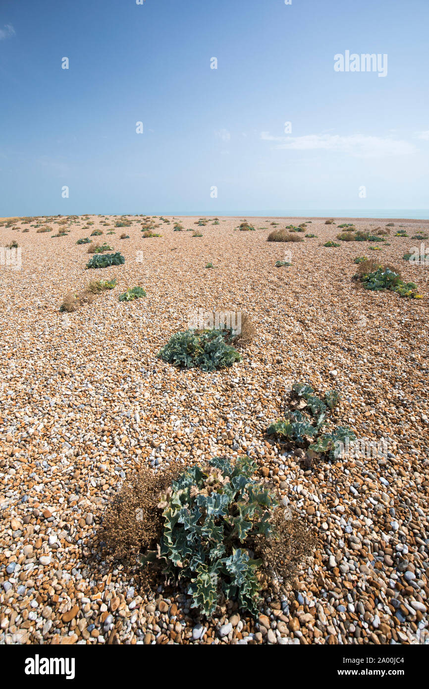 Sea kale vegetated shingle on the pebbly beach at Dungeness in Kent, UK ...