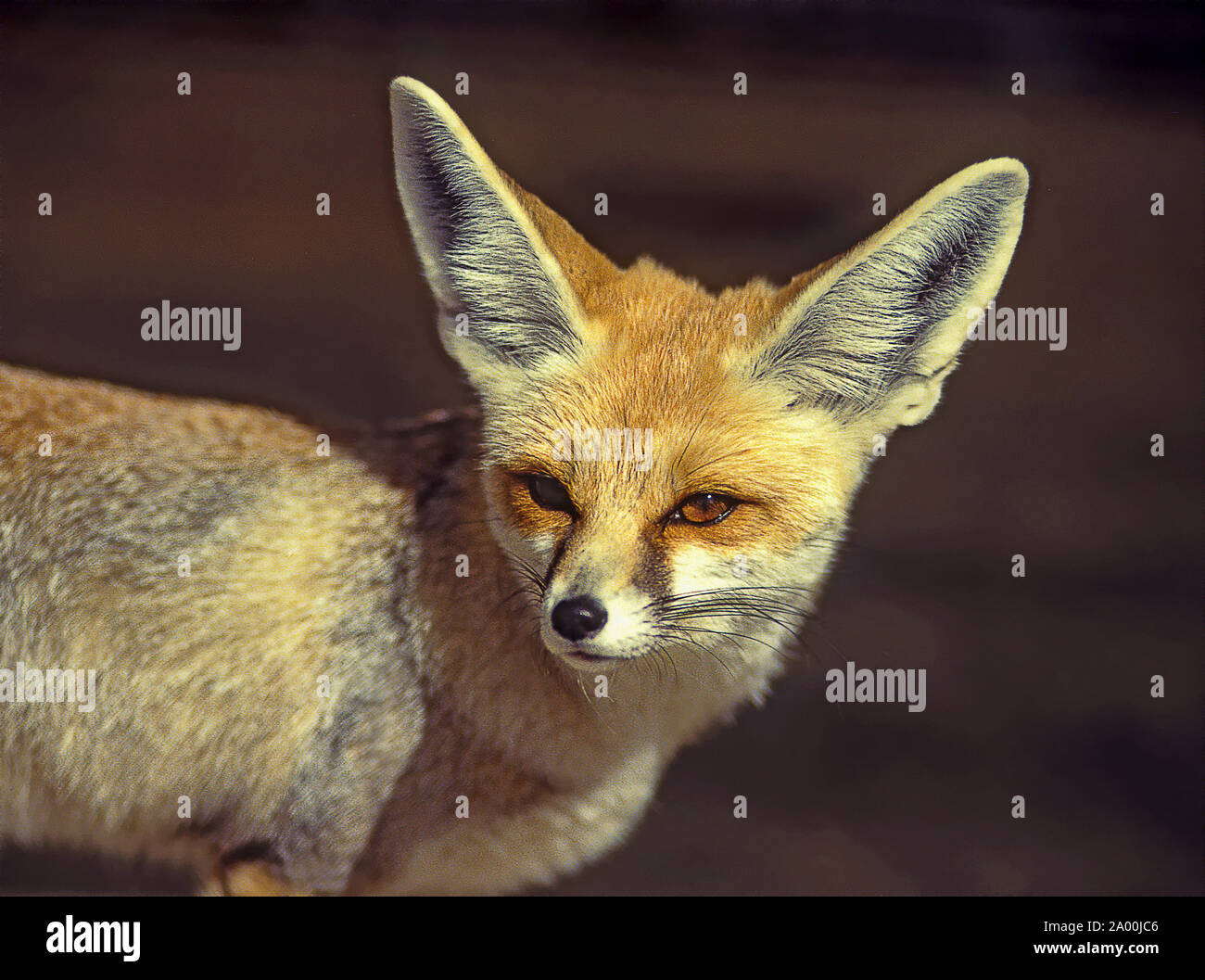 Rüppell's Fox in the desert (Vulpes rueppellii Stock Photo - Alamy