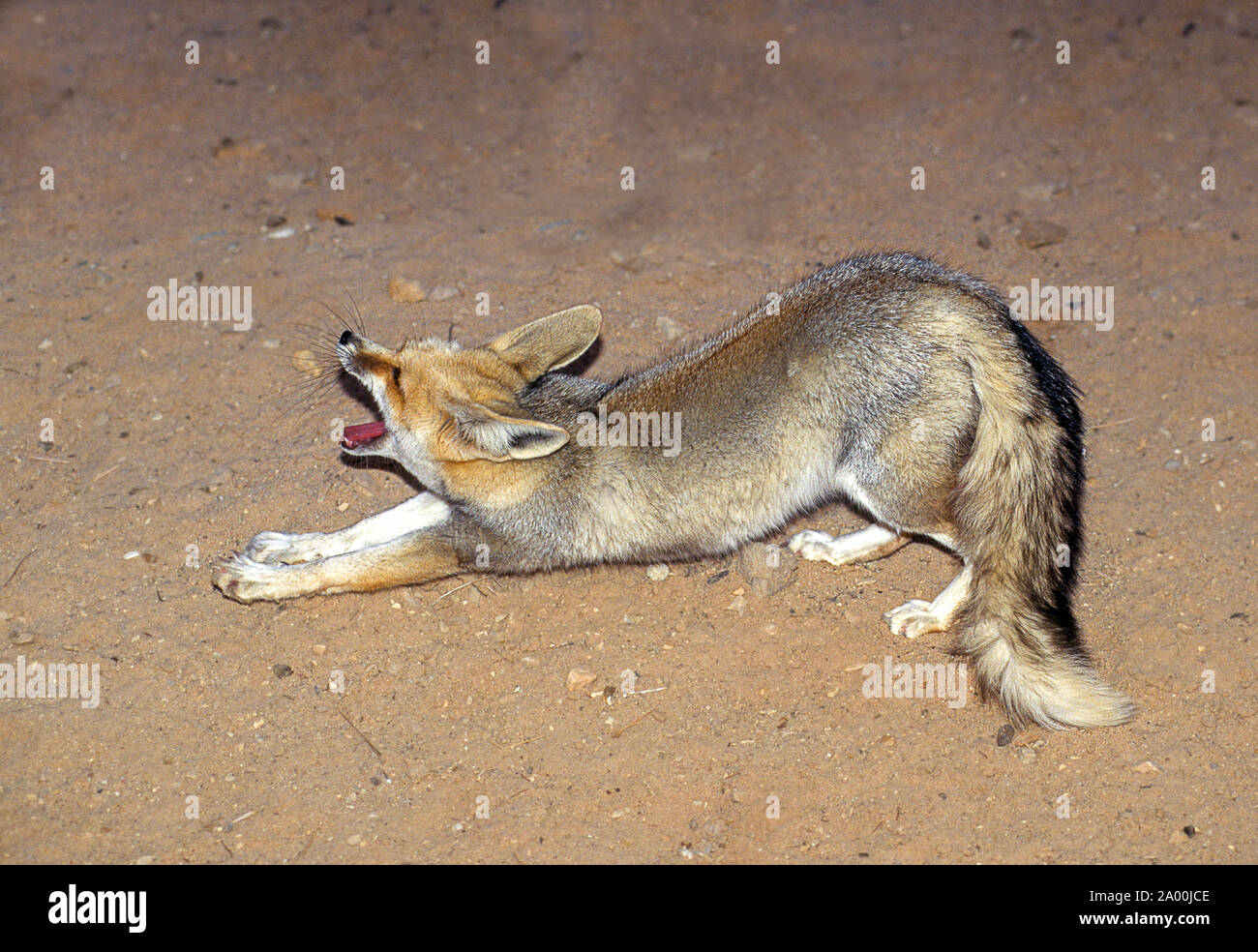 Rüppell's Fox in the desert (Vulpes rueppellii Stock Photo - Alamy