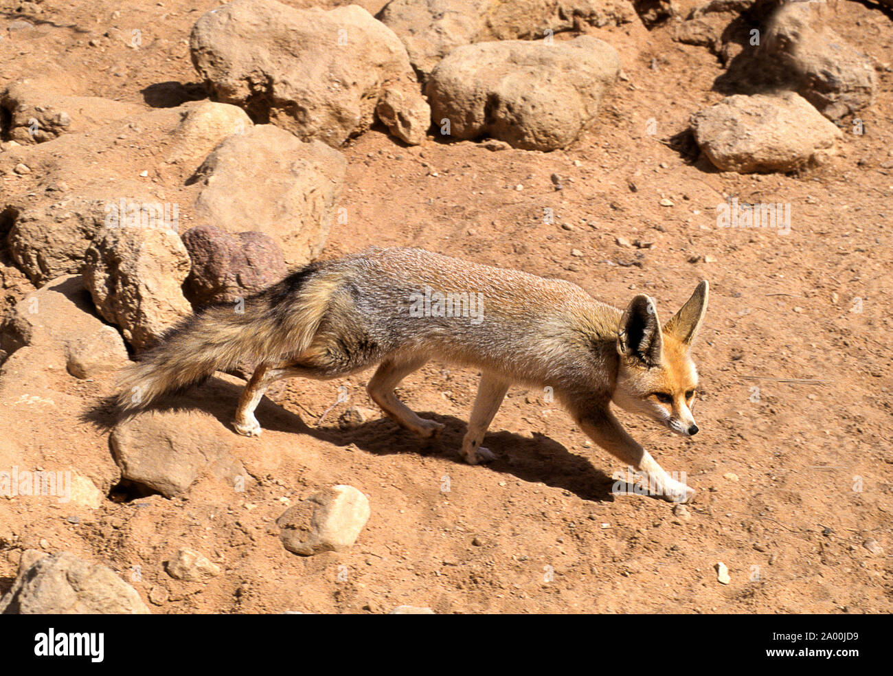 Vulpes rueppellii hi-res stock photography and images - Alamy