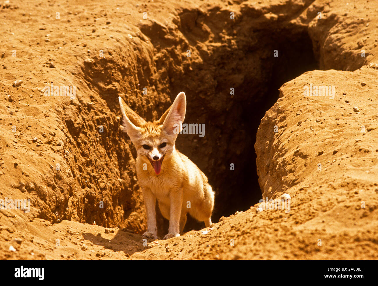 Fennec fox hi-res stock photography and images - Alamy