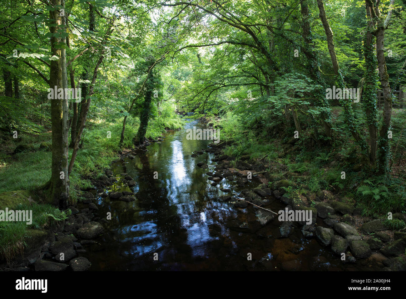 River Teign near Chagford on Dartmoor in Devon, UK Stock Photo - Alamy